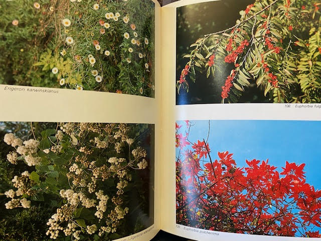 Flowers of Madeira ; Flores da Madeira ; Fleurs de Madere ; Blumen Madeiras